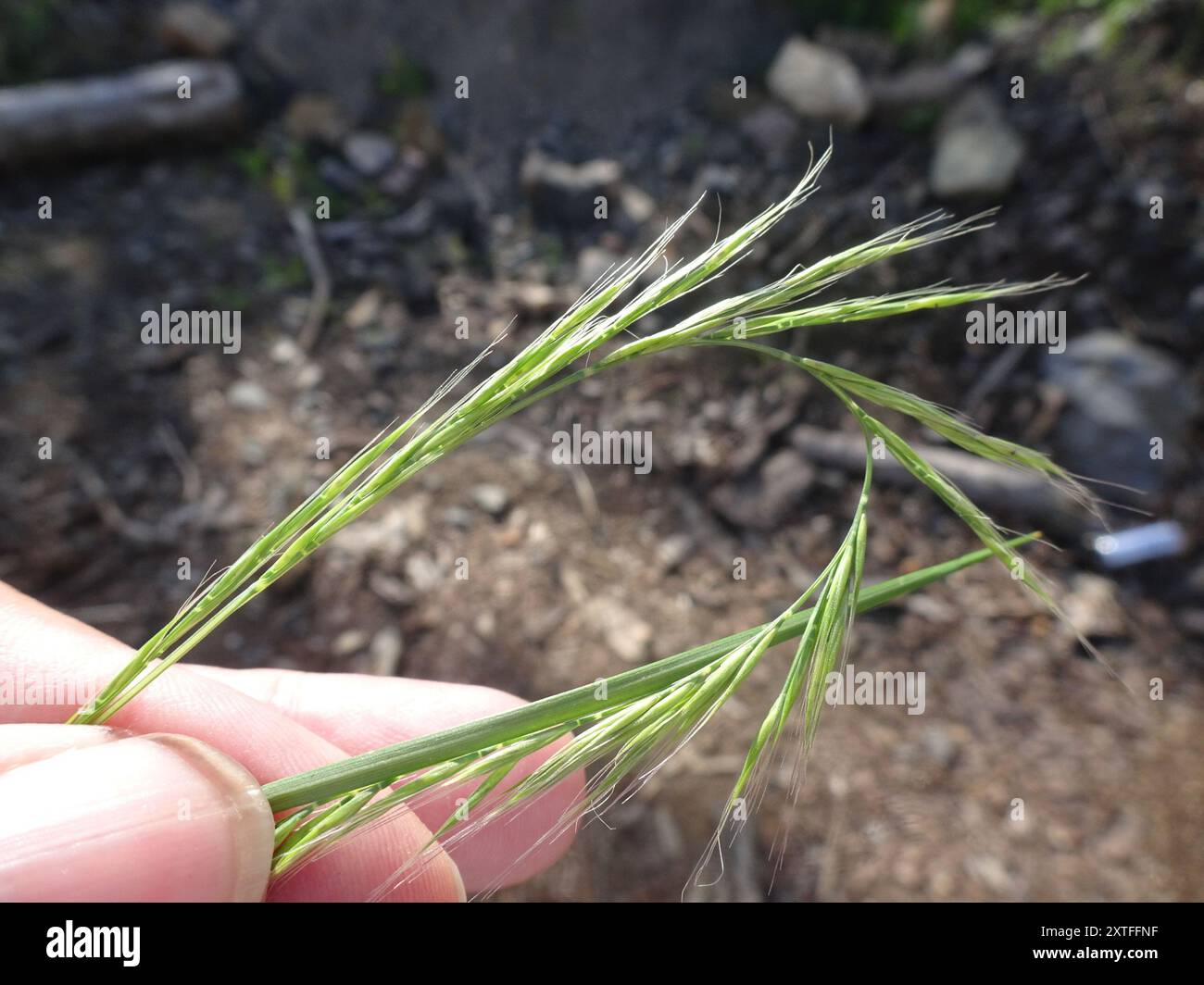 rattail sixweeks grass (Festuca myuros) Plantae Stock Photo - Alamy