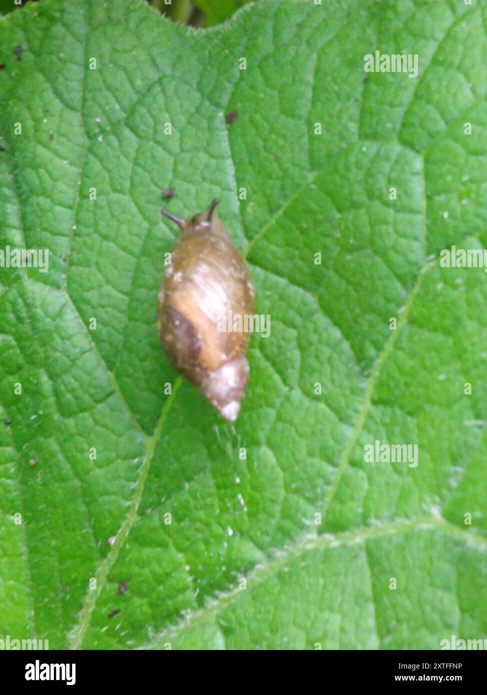 Amber Snails (Succineidae) Mollusca Stock Photo - Alamy