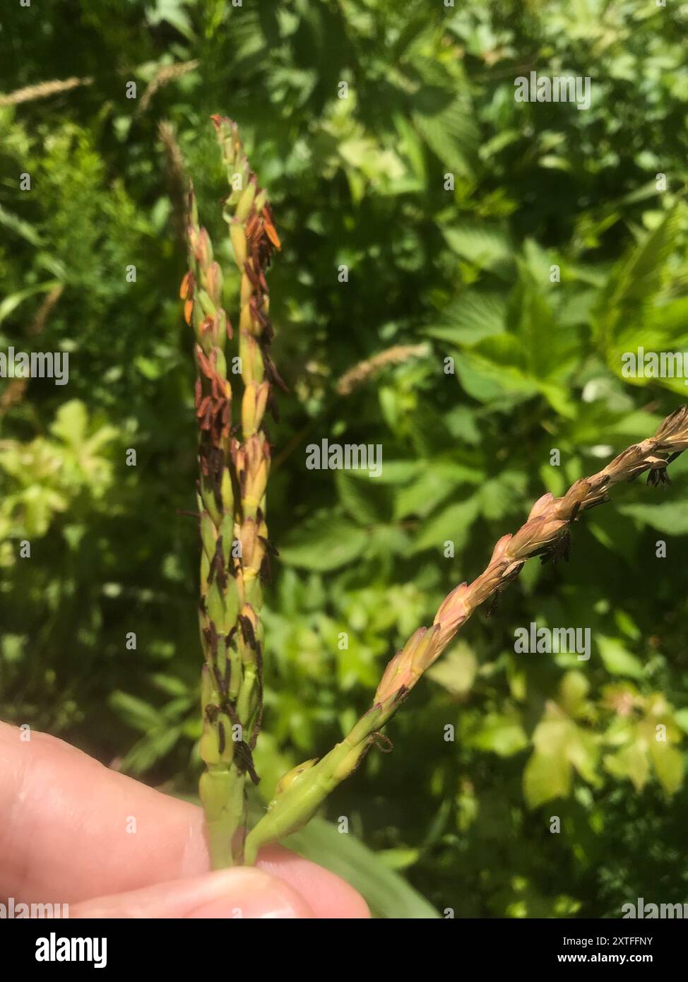 eastern gamagrass (Tripsacum dactyloides) Plantae Stock Photo - Alamy