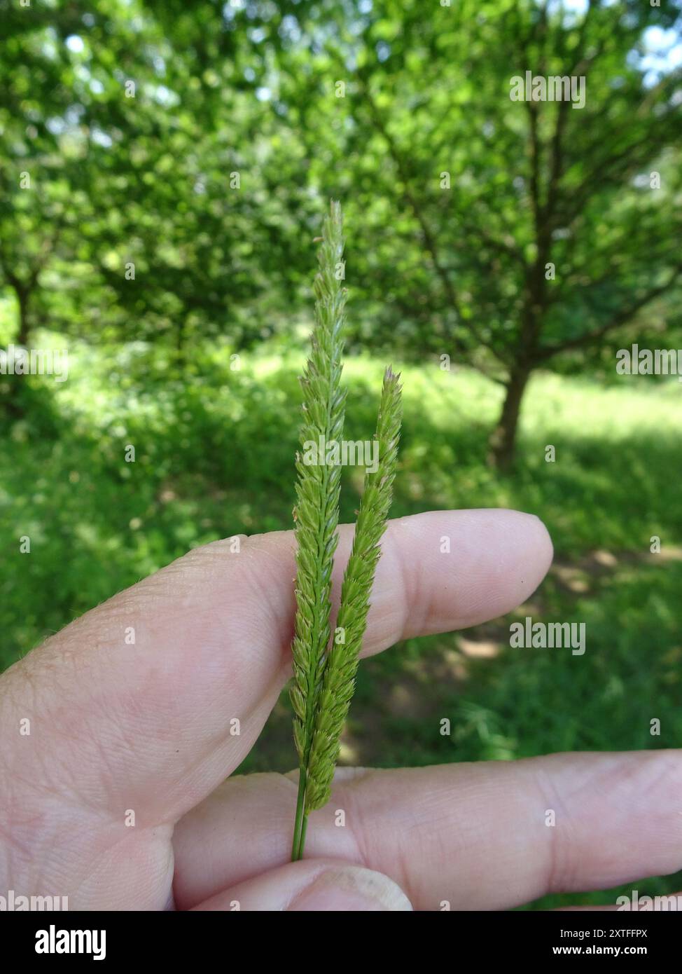 crested dogtail grass (Cynosurus cristatus) Plantae Stock Photo - Alamy
