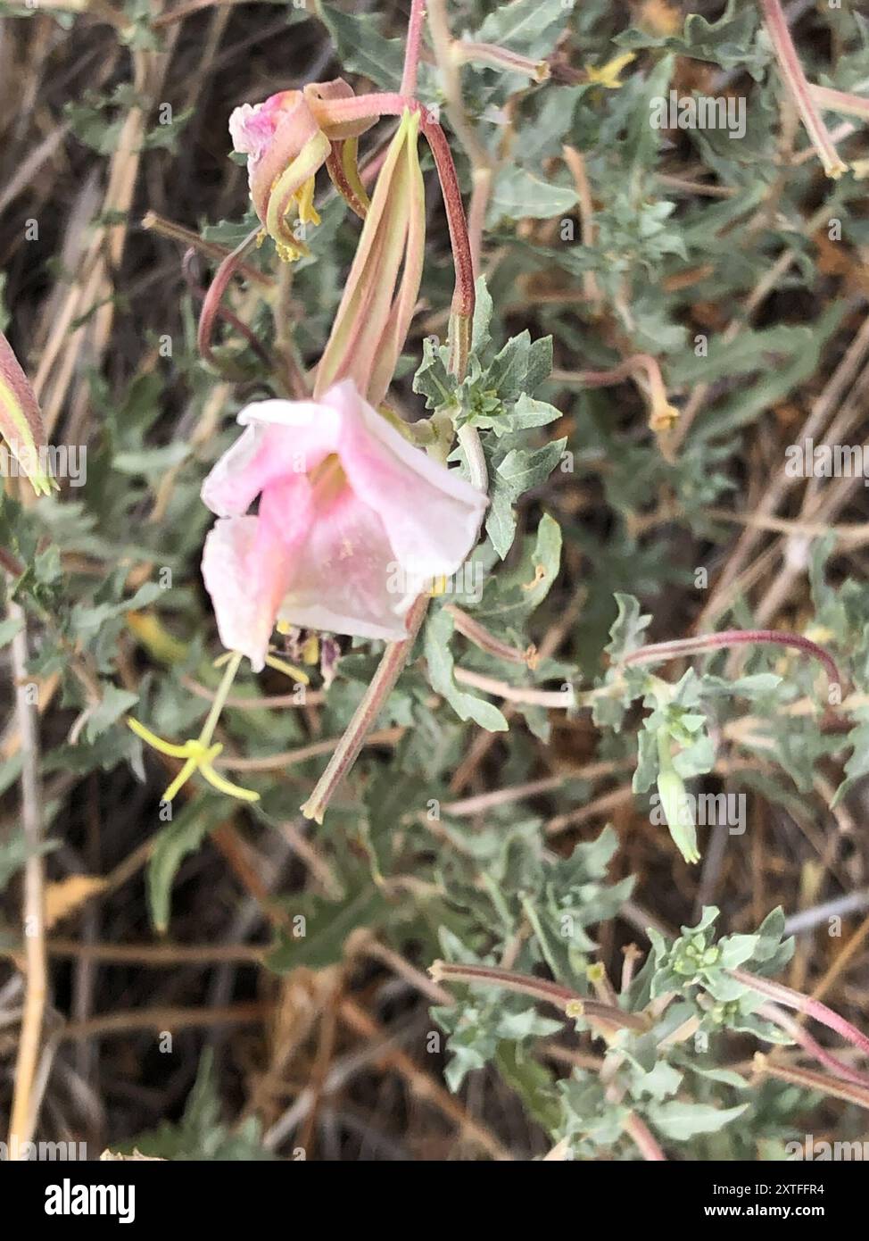 Pale Evening Primrose (Oenothera pallida) Plantae Stock Photo - Alamy