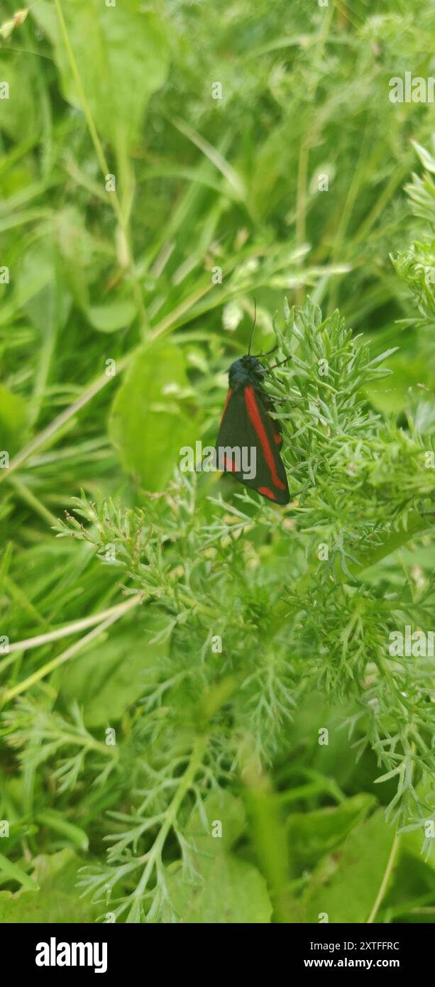 Cinnabar moth (Tyria jacobaeae) Insecta Stock Photo - Alamy