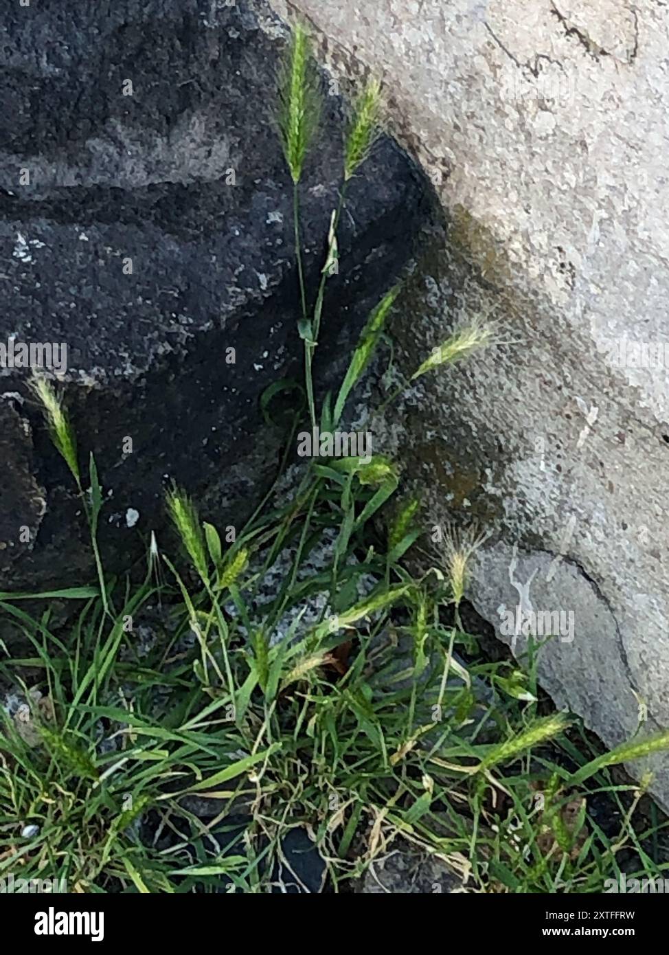 wall barley (Hordeum murinum) Plantae Stock Photo - Alamy