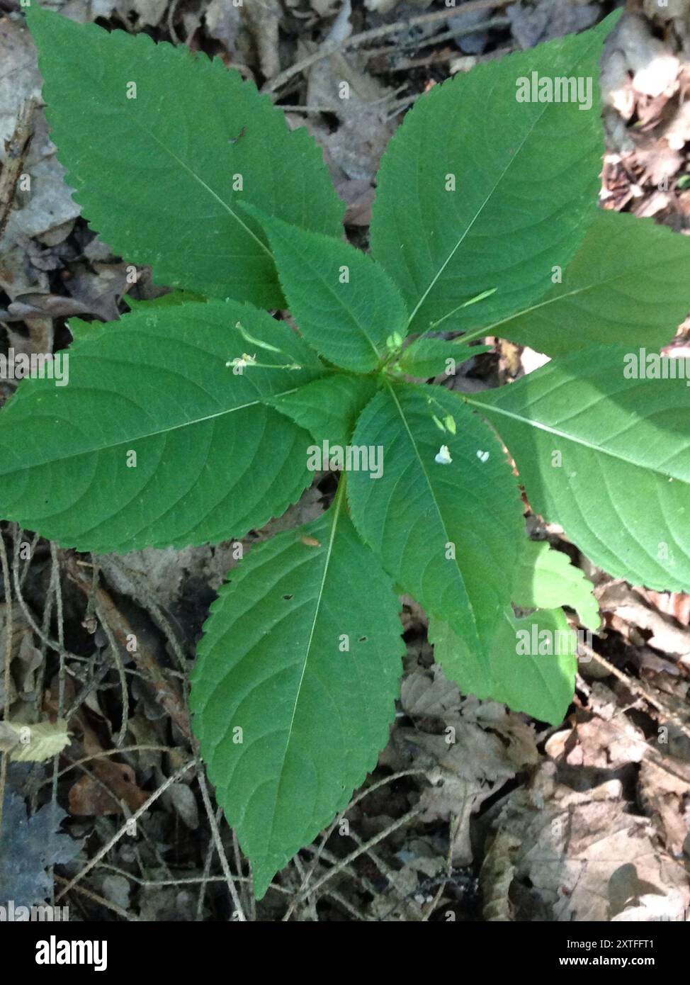 small balsam (Impatiens parviflora) Plantae Stock Photo - Alamy
