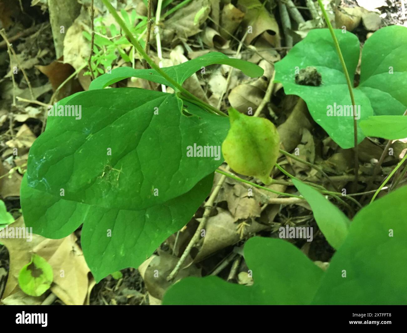 twinleaf (Jeffersonia diphylla) Plantae Stock Photo - Alamy