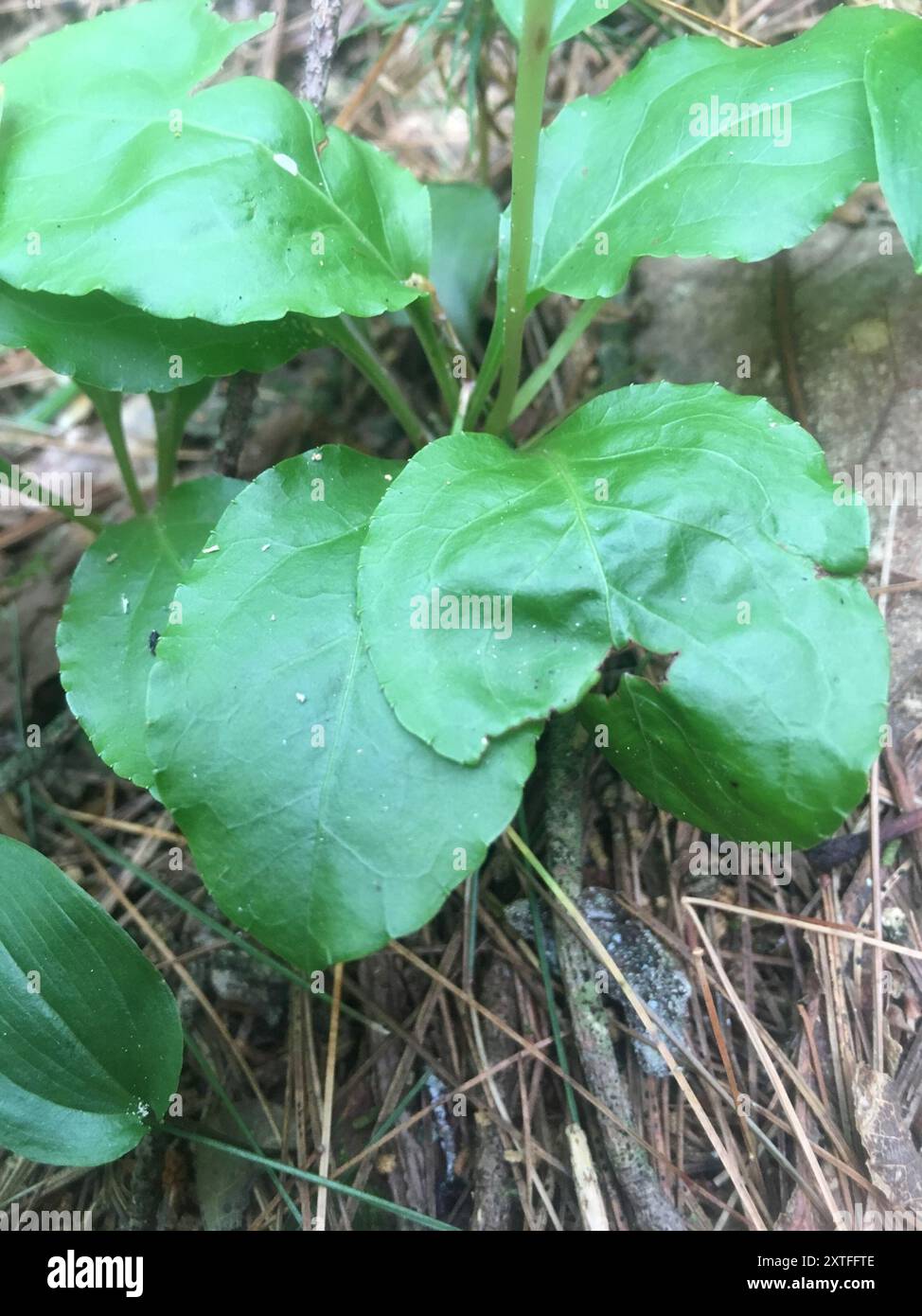 shinleaf (Pyrola elliptica) Plantae Stock Photo - Alamy