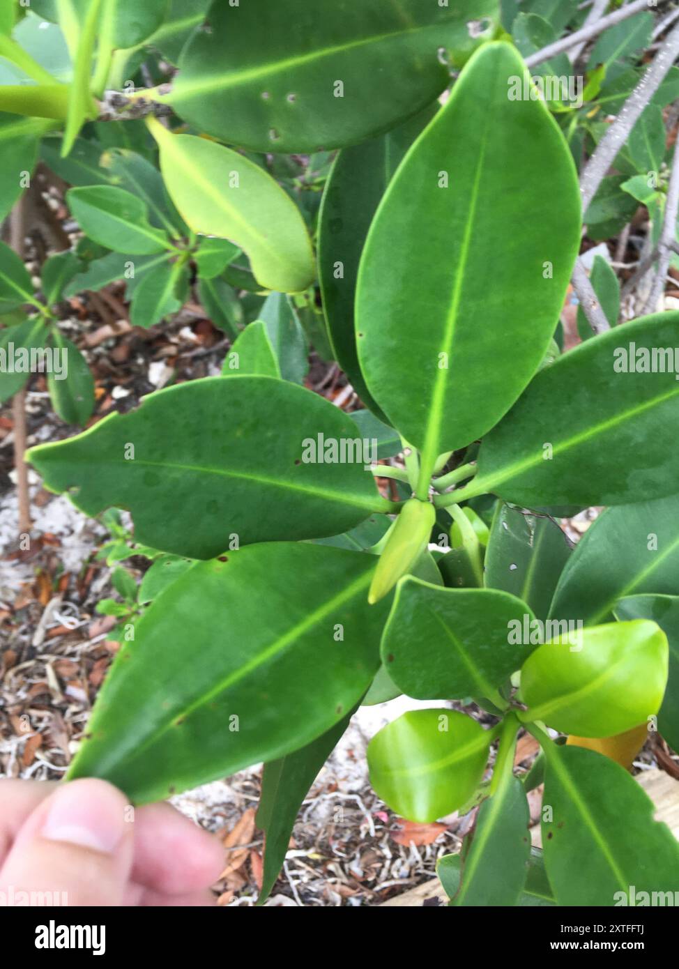 red mangrove (Rhizophora mangle) Plantae Stock Photo - Alamy