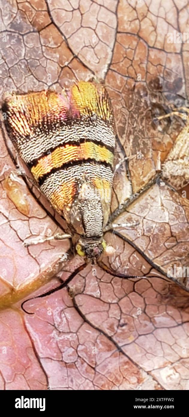 Metalmark Moths (Choreutidae) Insecta Stock Photo - Alamy