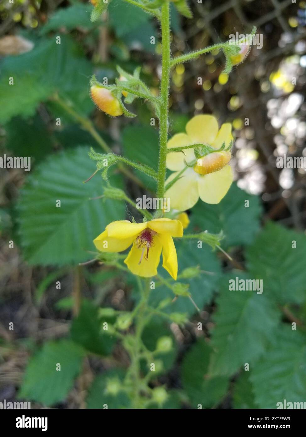 moth mullein (Verbascum blattaria) Plantae Stock Photo - Alamy