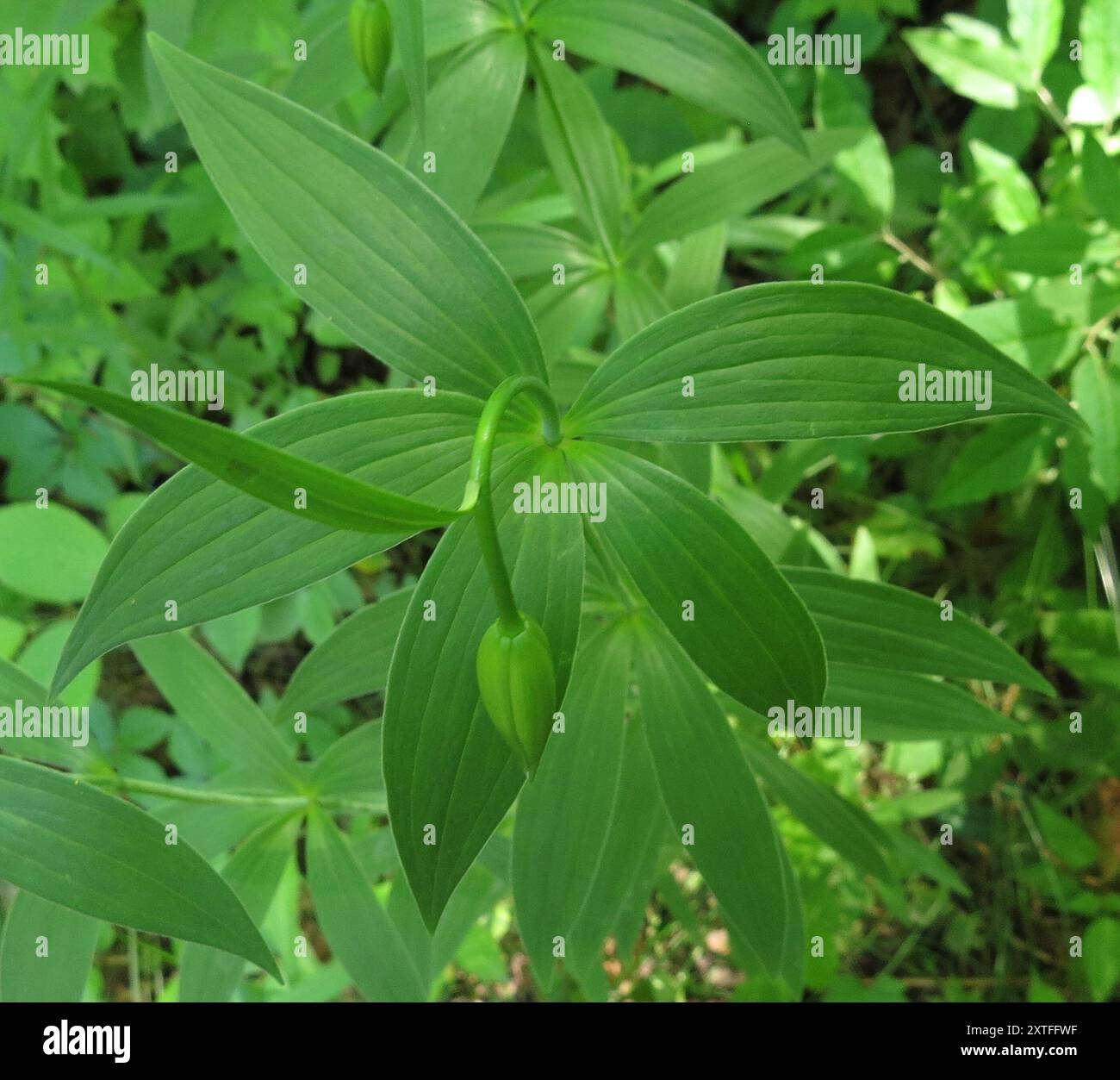 Michigan lily (Lilium michiganense) Plantae Stock Photo - Alamy