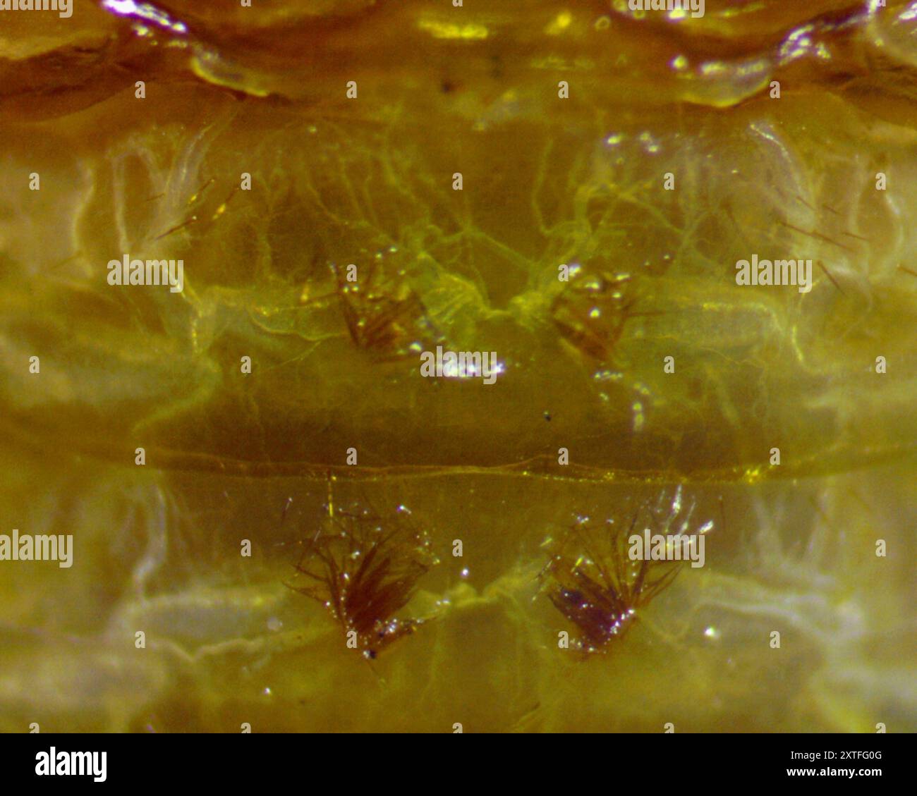 Virginia Wood Cockroach (Parcoblatta virginica) Insecta Stock Photo - Alamy