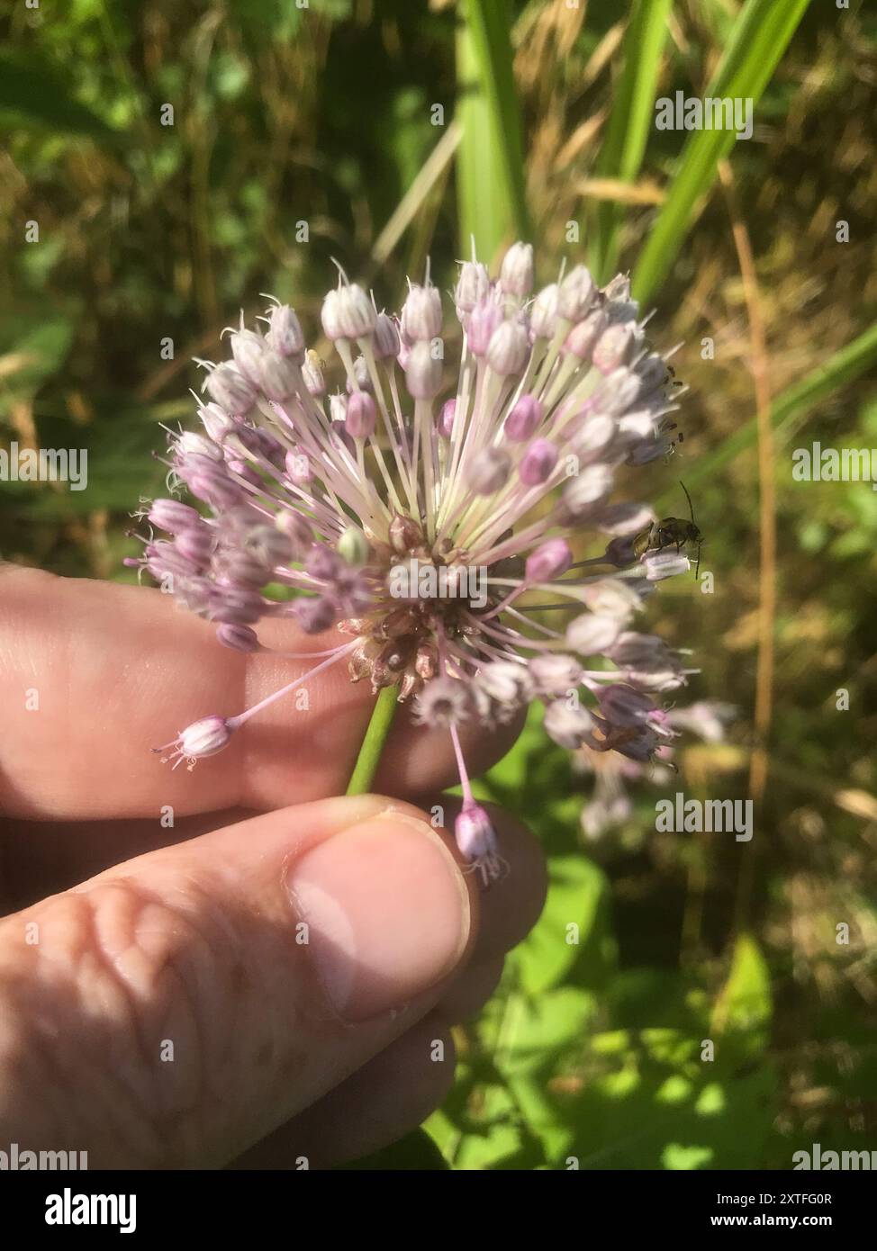 wild garlic (Allium vineale) Plantae Stock Photo - Alamy