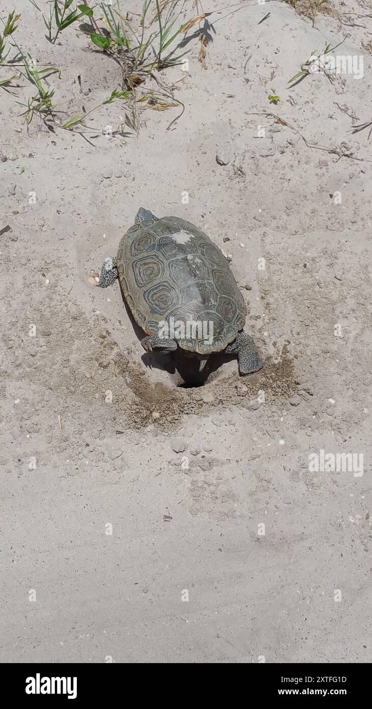 Diamondback Terrapin (Malaclemys terrapin) Reptilia Stock Photo - Alamy