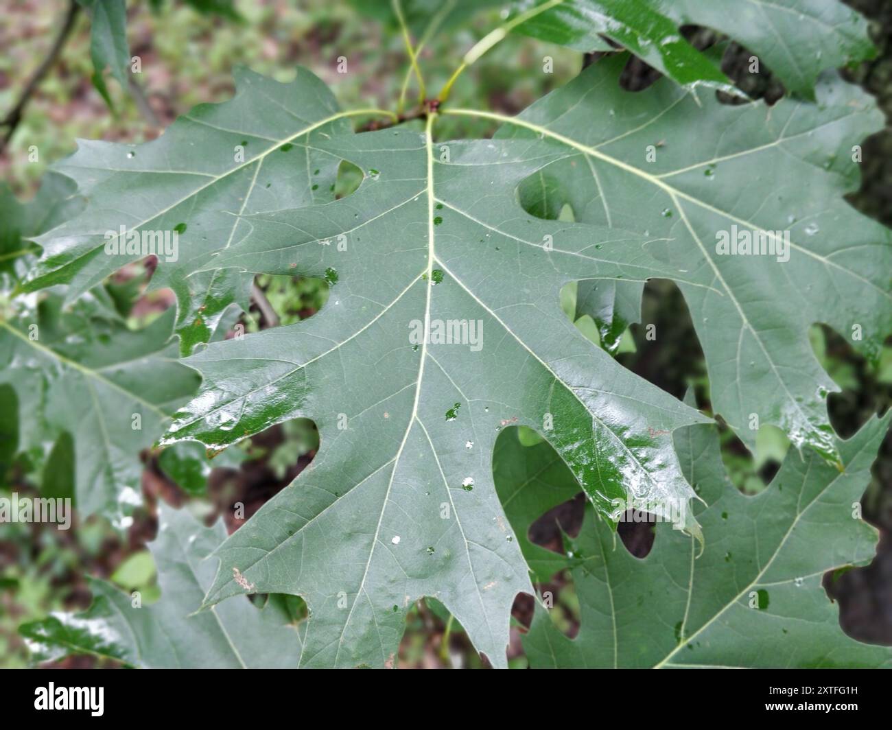 Shumard oak (Quercus shumardii) Plantae Stock Photo - Alamy