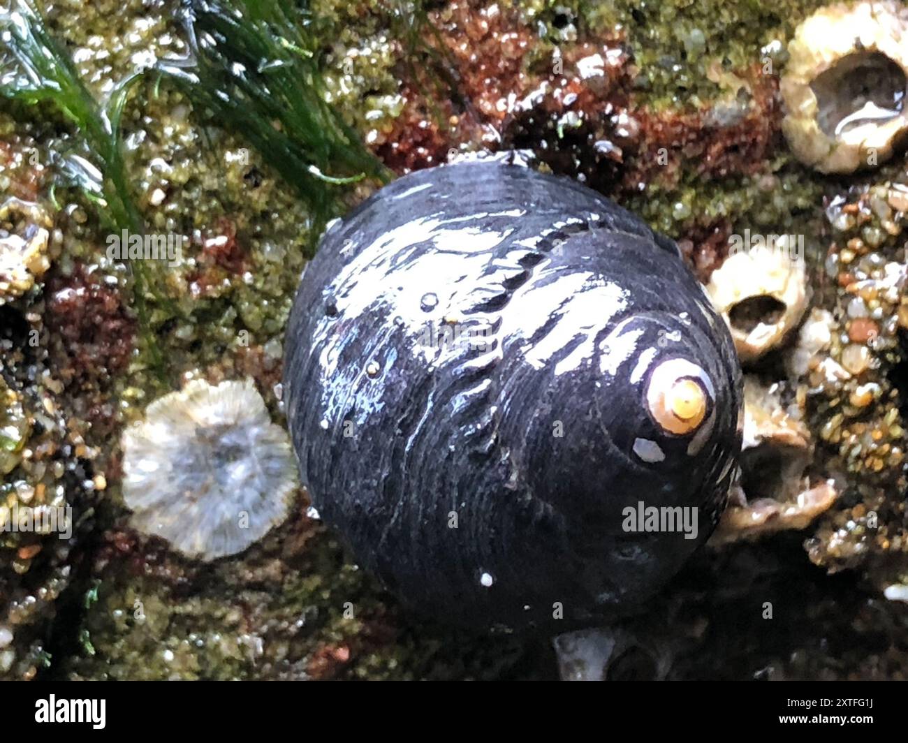 Black Tegula (Tegula funebralis) Mollusca Stock Photo - Alamy