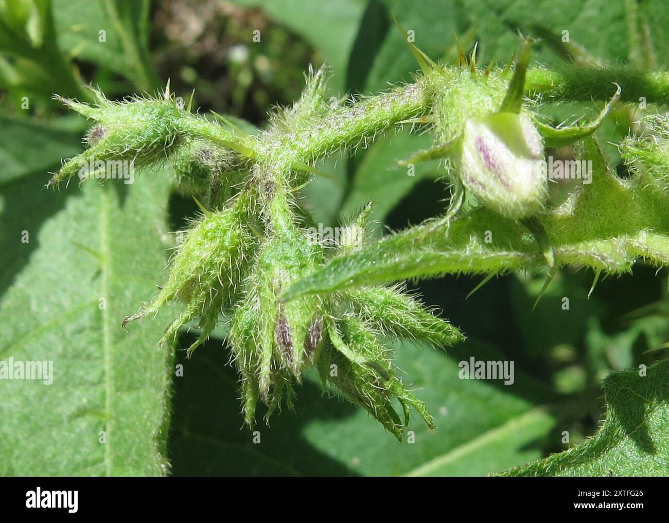 Carolina horsenettle (Solanum carolinense) Plantae Stock Photo - Alamy