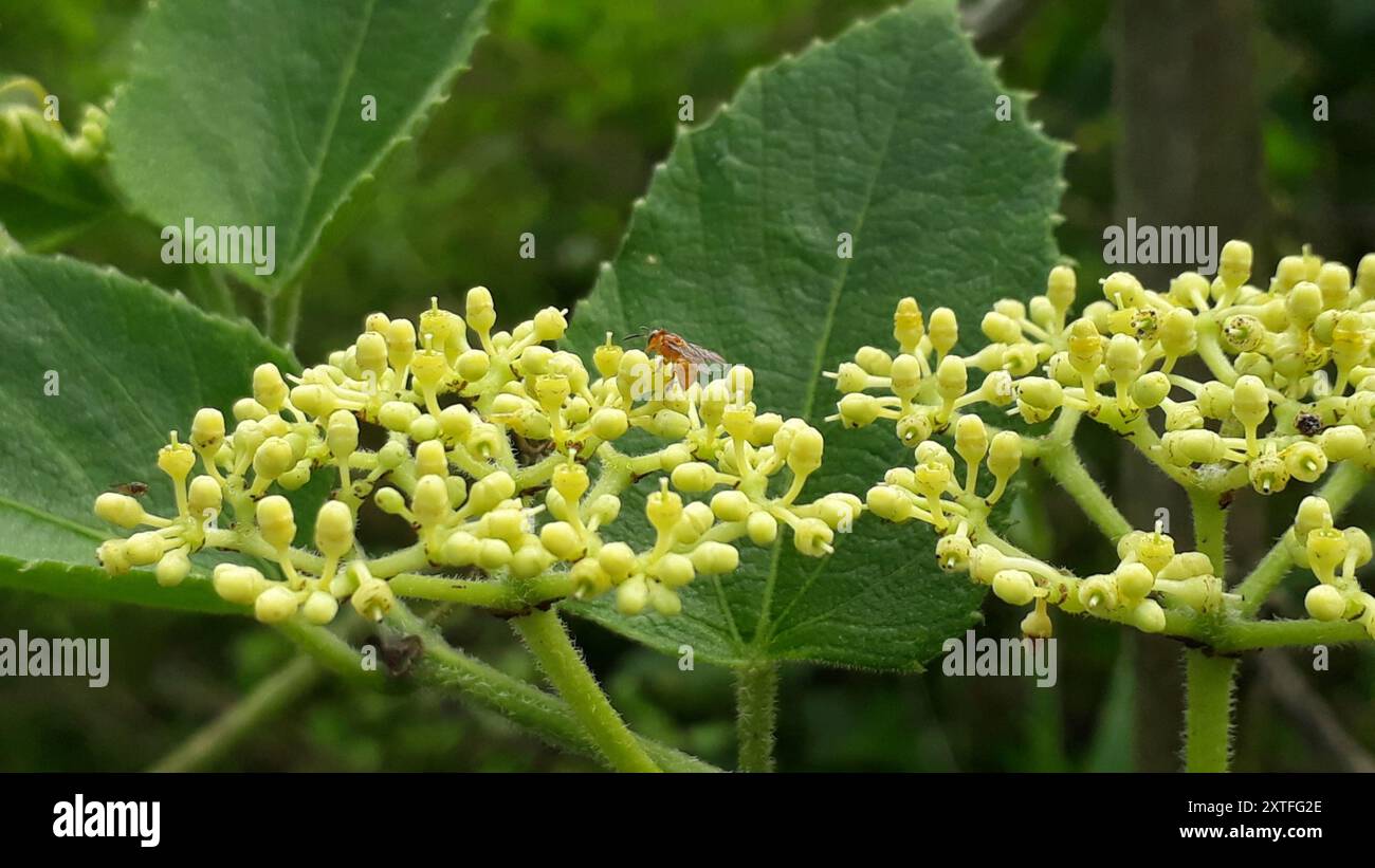 Stingless Bees (Meliponini) Insecta Stock Photo - Alamy