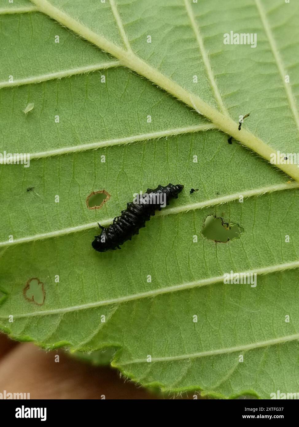 Cottonwood Leaf Beetle (Chrysomela scripta) Insecta Stock Photo - Alamy