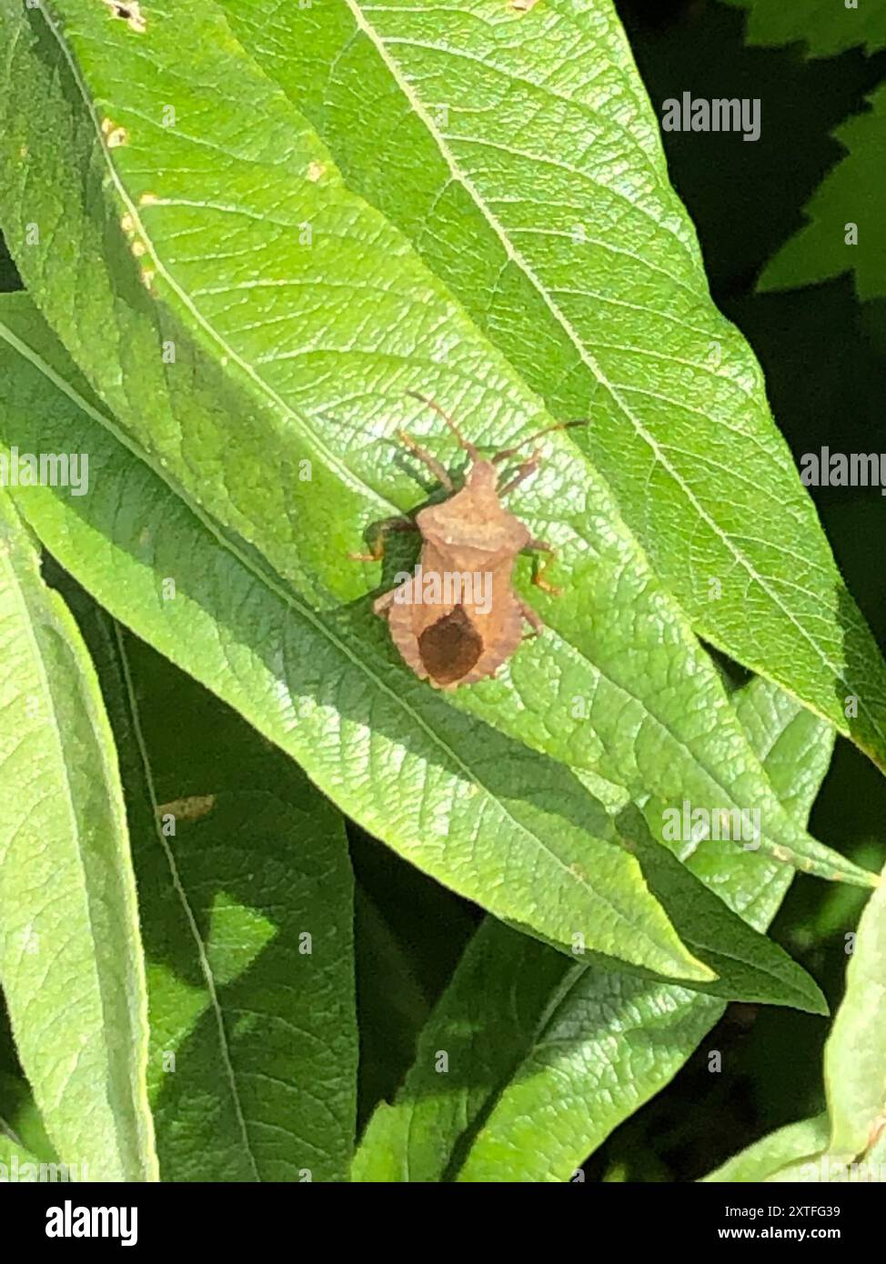 Dock Bug (Coreus marginatus) Insecta Stock Photo - Alamy