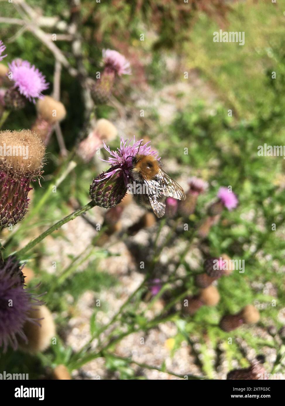 Tree Bumble Bee (Bombus hypnorum) Insecta Stock Photo - Alamy