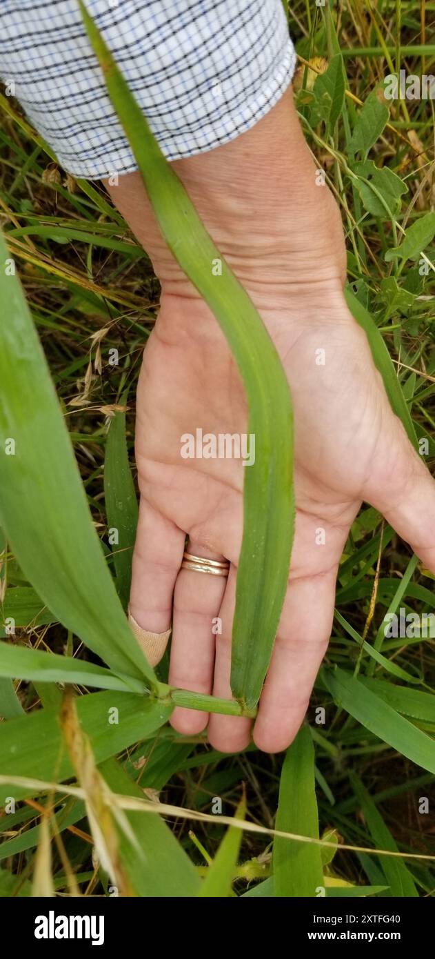 Dallis grass (Paspalum dilatatum) Plantae Stock Photo - Alamy