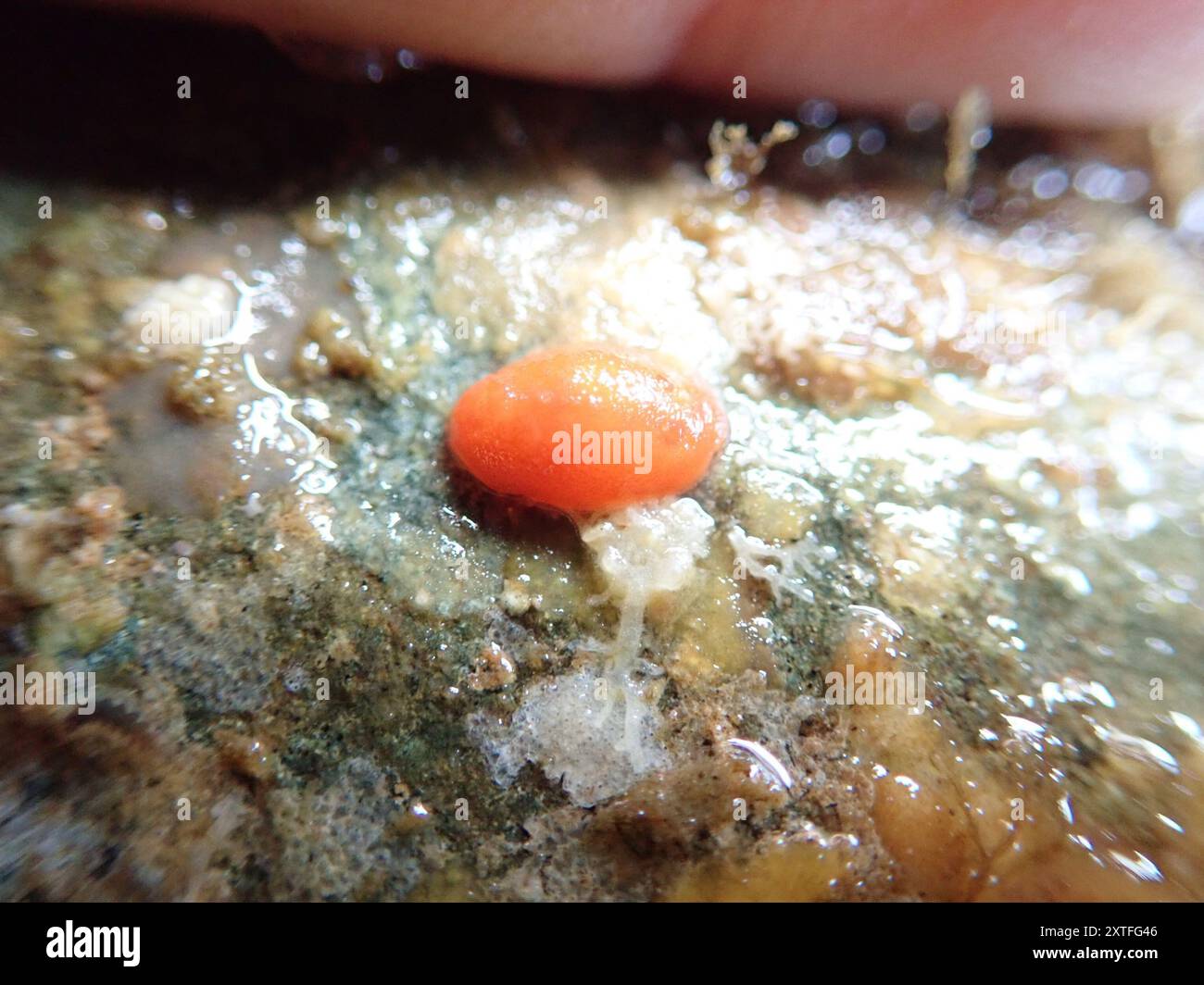 Red Sponge Dorid (Rostanga pulchra) Mollusca Stock Photo - Alamy