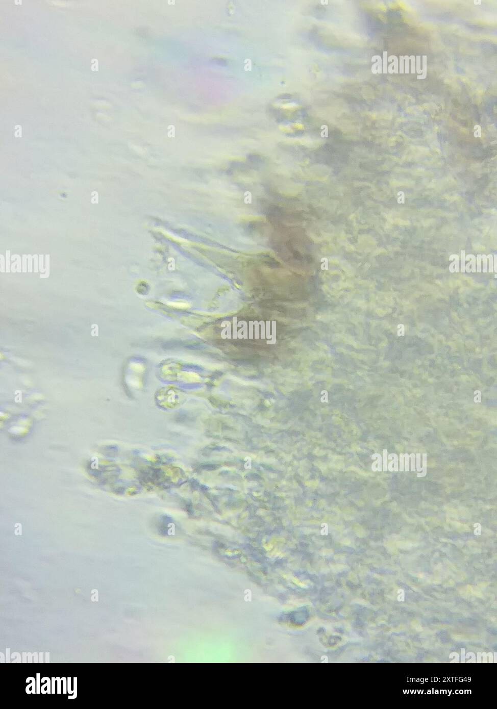 Bleeding Bonnet (Mycena sanguinolenta) Fungi Stock Photo - Alamy