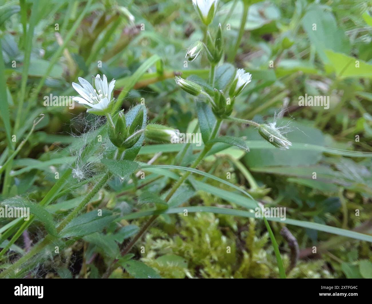 field chickweed (Cerastium arvense) Plantae Stock Photo - Alamy