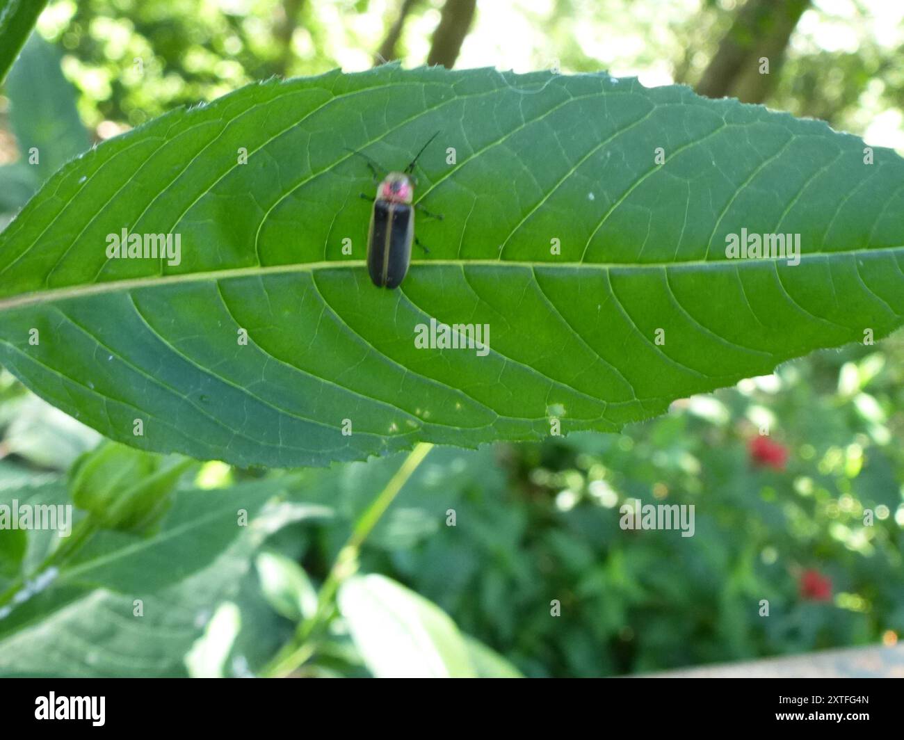Common Eastern Firefly (Photinus pyralis) Insecta Stock Photo - Alamy