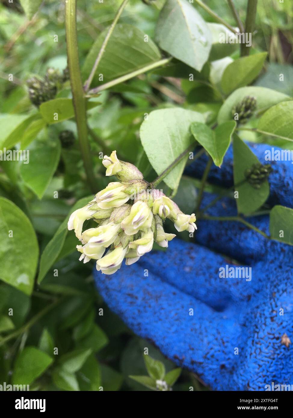 forest scurfpea (Rupertia physodes) Plantae Stock Photo - Alamy