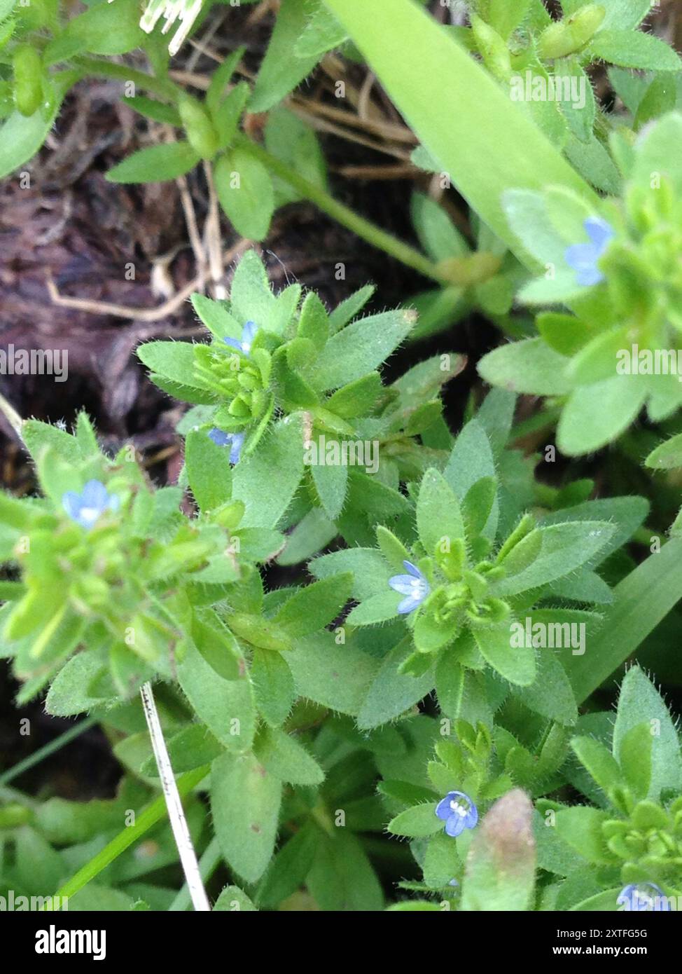 corn speedwell (Veronica arvensis) Plantae Stock Photo - Alamy