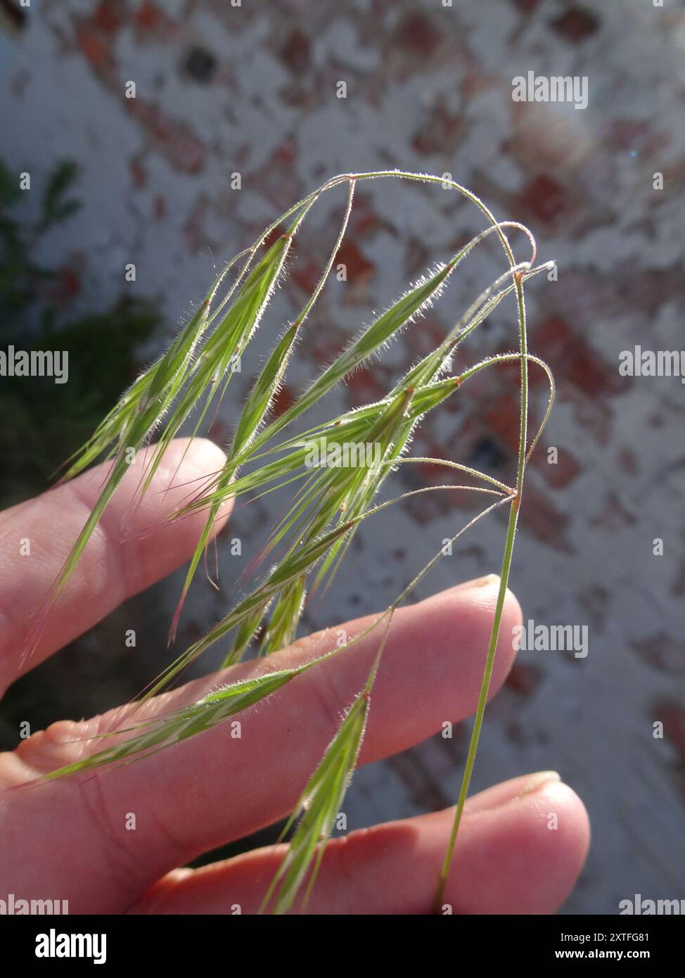 Cheatgrass (Bromus tectorum) Plantae Stock Photo - Alamy