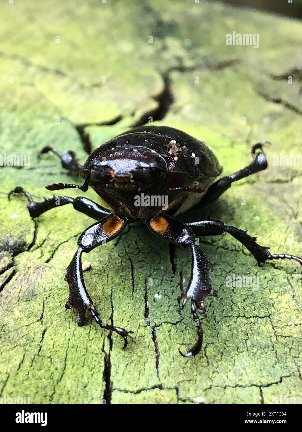 Smooth Stag Beetle (Lucanus placidus) Insecta Stock Photo - Alamy