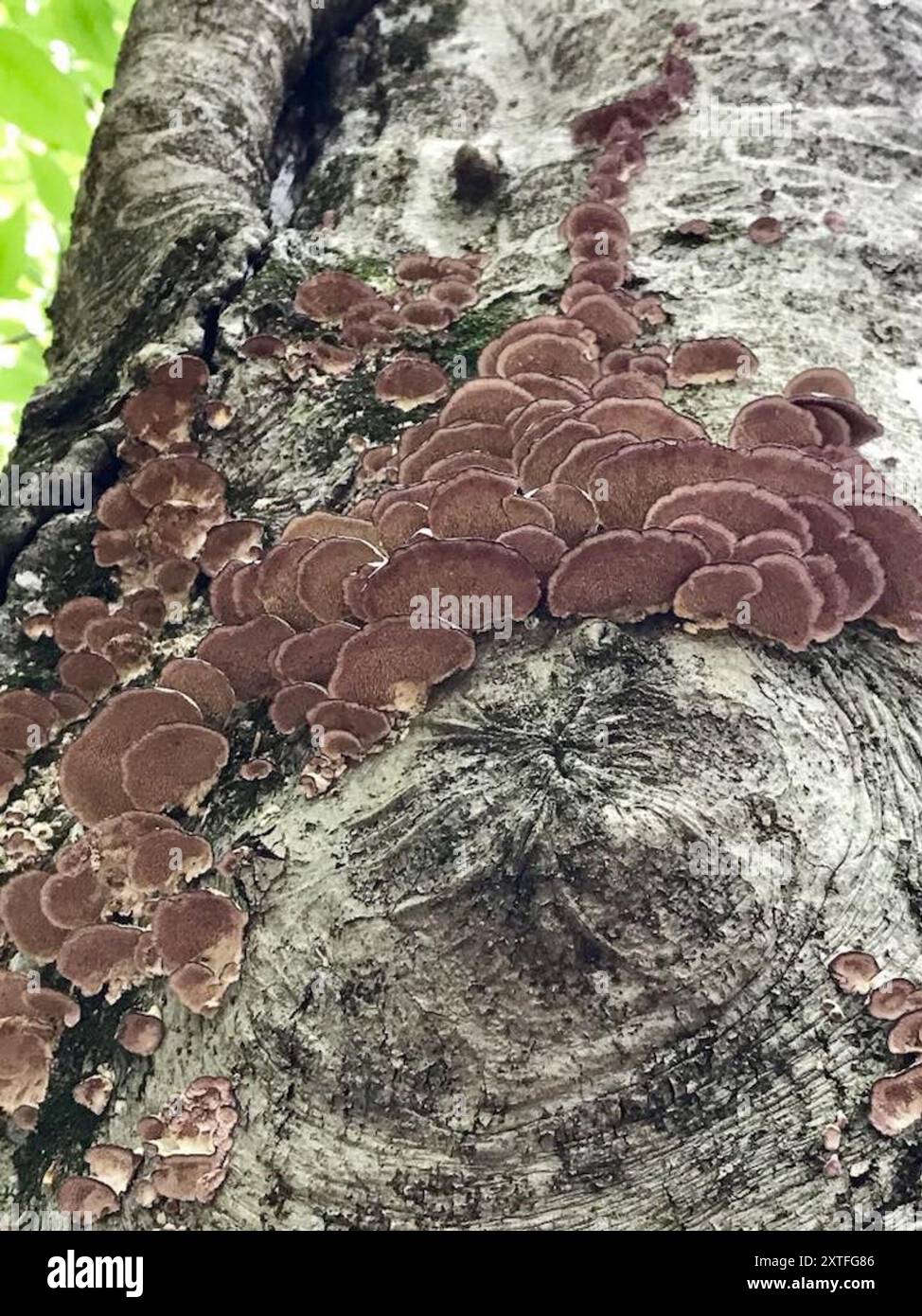 violet-toothed polypore (Trichaptum biforme) Fungi Stock Photo - Alamy