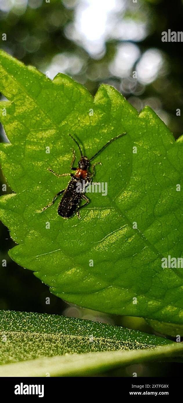 Beetles (Coleoptera) Insecta Stock Photo - Alamy