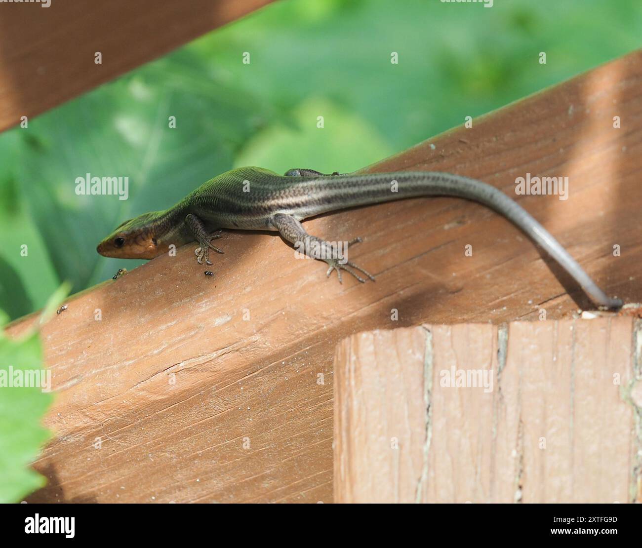 Common Five-lined Skink (Plestiodon fasciatus) Reptilia Stock Photo - Alamy