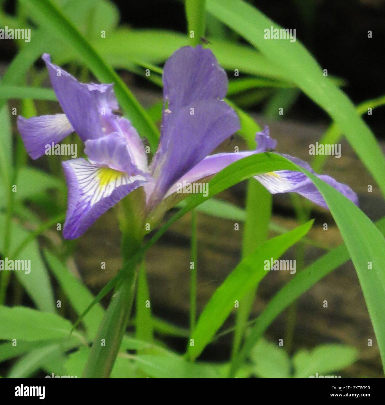 southern blue flag (Iris virginica) Plantae Stock Photo - Alamy