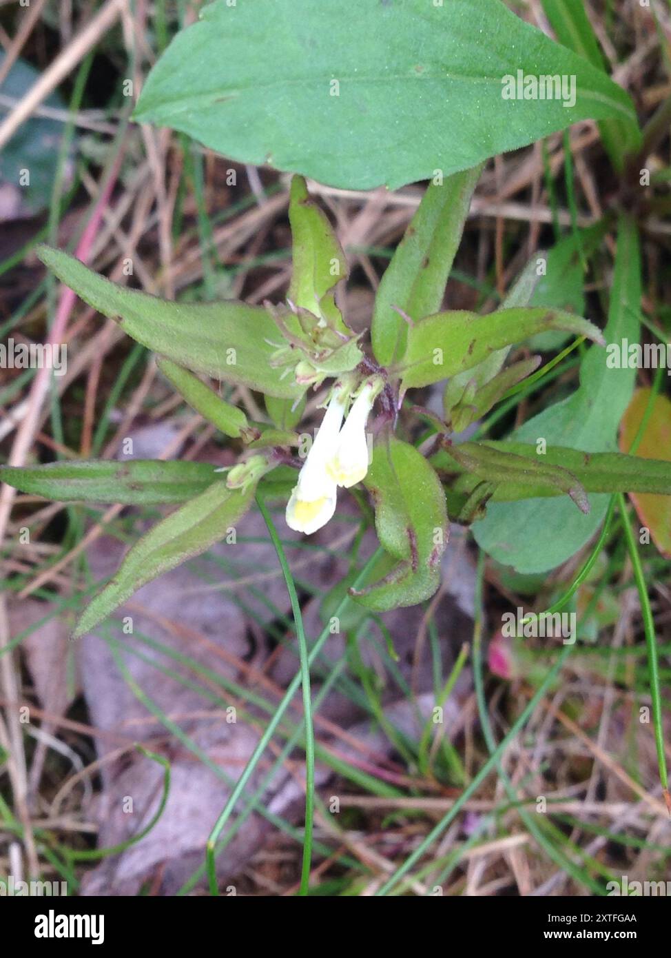 narrowleaf cow wheat (Melampyrum lineare) Plantae Stock Photo - Alamy