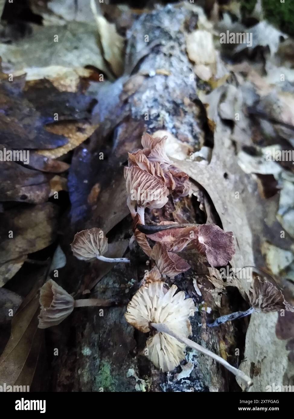 Foetid Parachute (Gymnopus foetidus) Fungi Stock Photo - Alamy