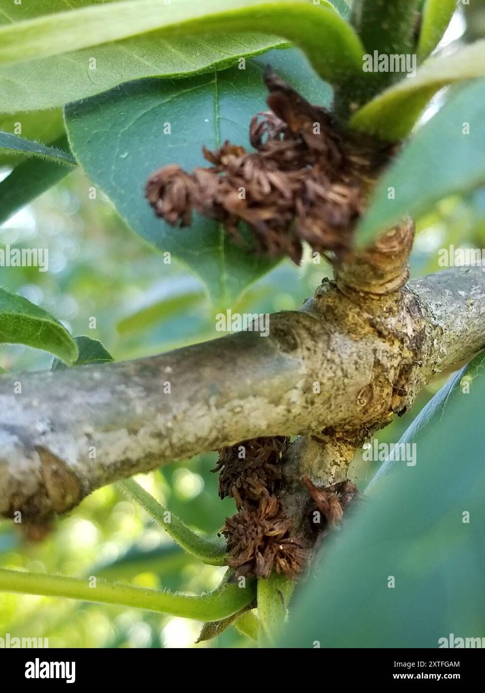 Oregon Ash (Fraxinus latifolia) Plantae Stock Photo - Alamy