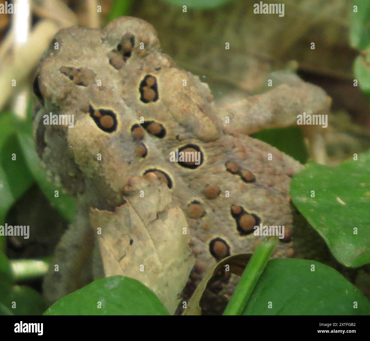 American Toad (Anaxyrus americanus) Amphibia Stock Photo - Alamy
