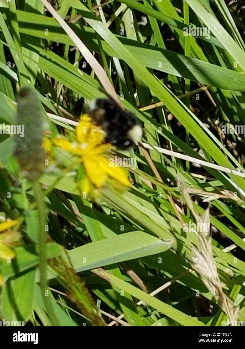 California Bumble Bee (Bombus californicus) Insecta Stock Photo - Alamy
