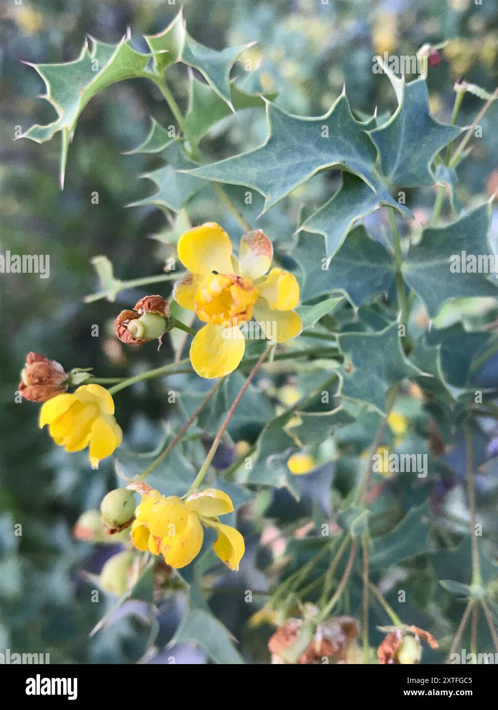 Fremont barberry (Berberis fremontii) Plantae Stock Photo - Alamy