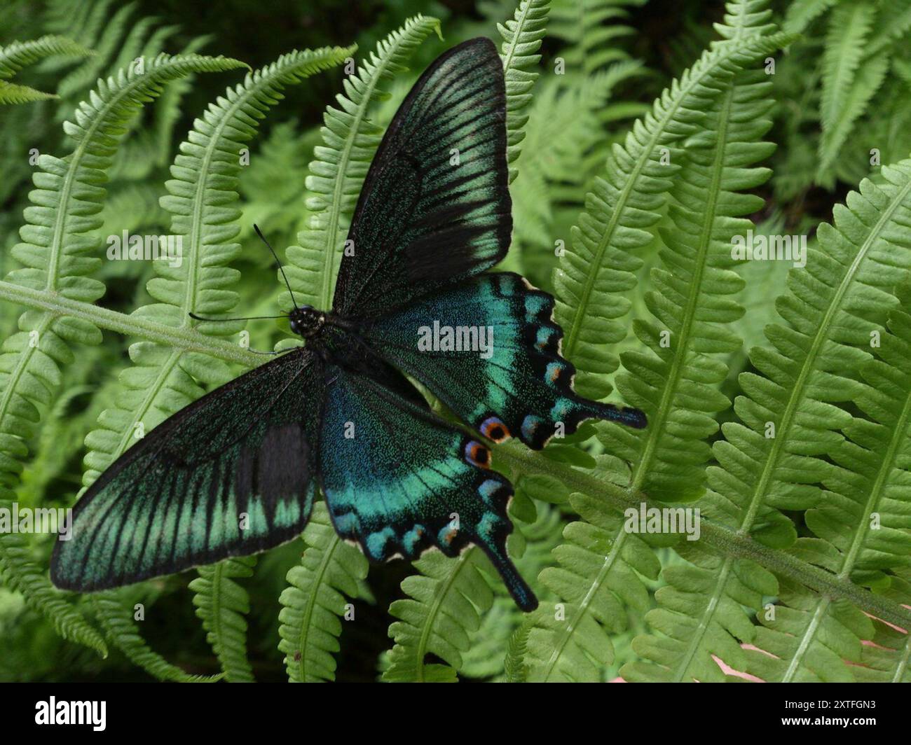 Alpine Black Swallowtail (Papilio maackii) Insecta Stock Photo - Alamy