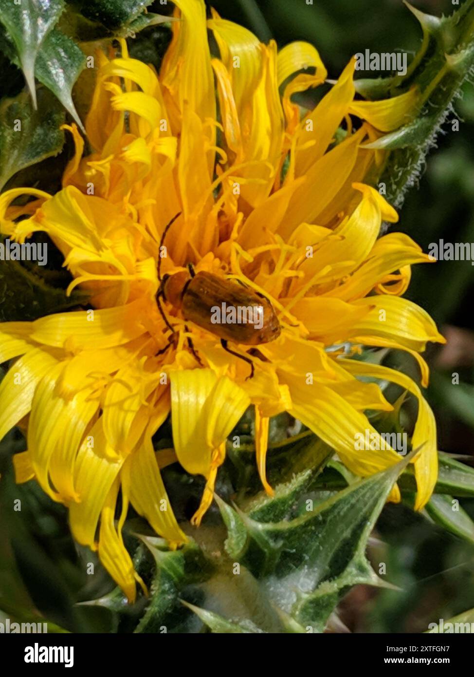 Daffodil Leaf-beetle (Exosoma lusitanicum) Insecta Stock Photo - Alamy