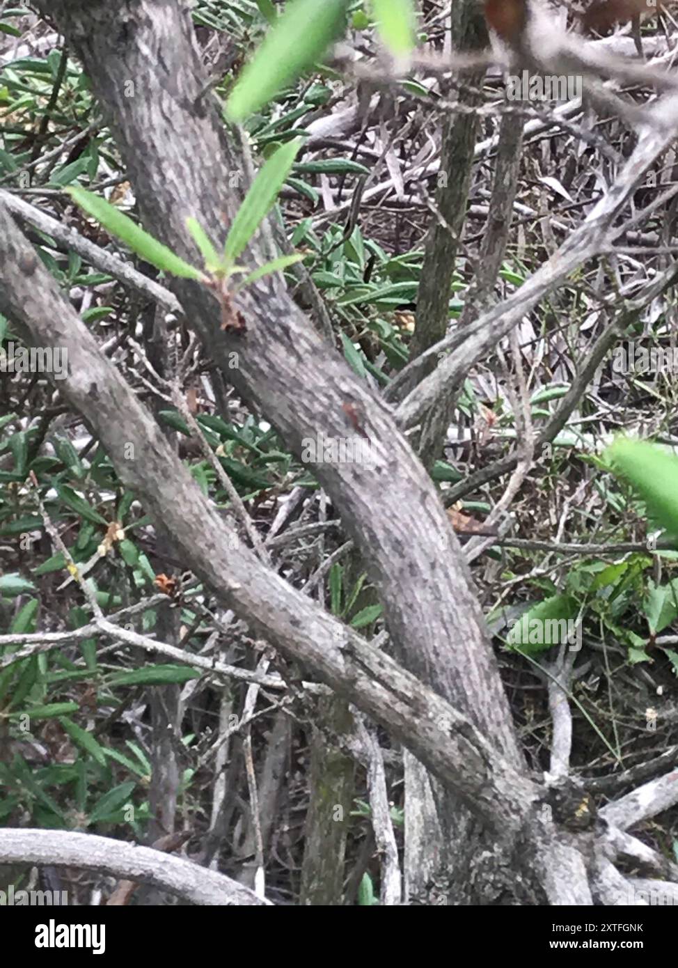 summer holly (Comarostaphylis diversifolia) Plantae Stock Photo - Alamy