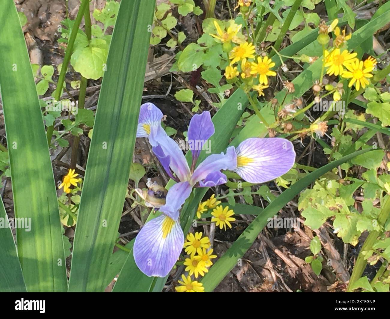 southern blue flag (Iris virginica) Plantae Stock Photo - Alamy