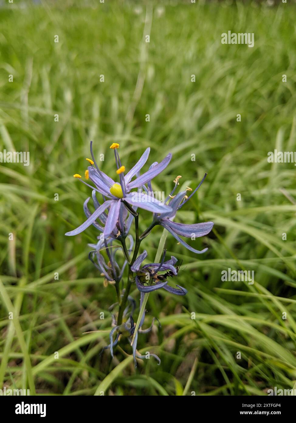 small camas (Camassia quamash) Plantae Stock Photo - Alamy