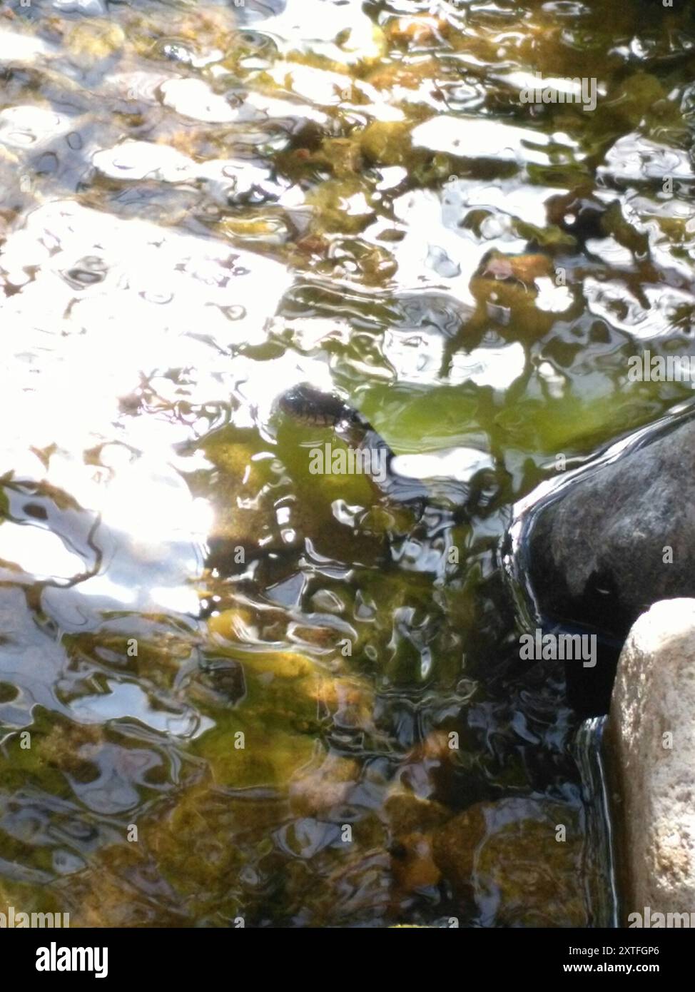 Two-striped Garter Snake (Thamnophis hammondii) Reptilia Stock Photo ...
