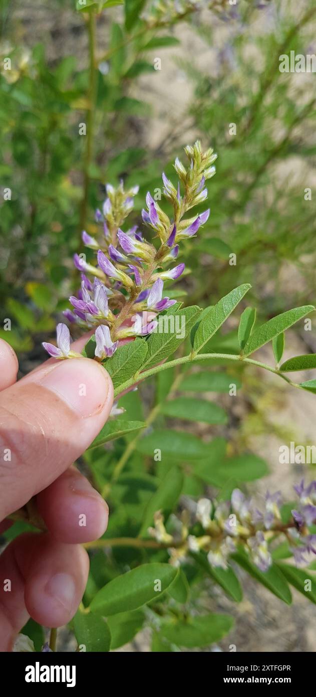 cultivated licorice (Glycyrrhiza glabra) Plantae Stock Photo - Alamy
